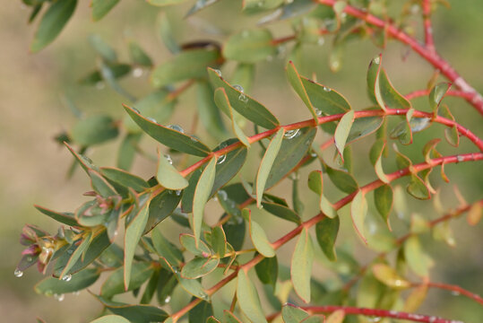 รูปภาพCineol – เลือกดูภาพถ่ายสต็อก เวกเตอร์ และวิดีโอ457 | Adobe Stock