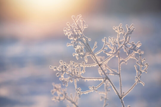 Wint Images – Browse 1,011 Stock Photos, Vectors, and Video | Adobe Stock