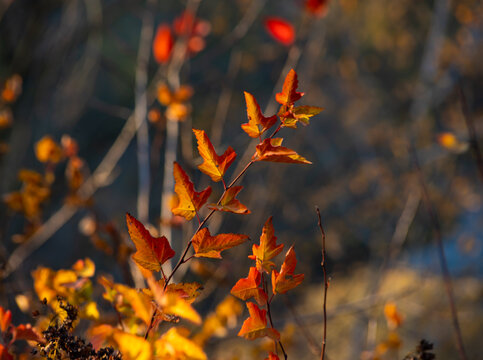 Chaned Bilder – Durchsuchen 6,649 Archivfotos, Vektorgrafiken und ...