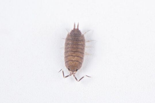 Baby Sow Bug