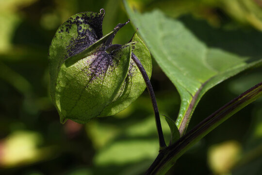 Stipel Bilder – Durchsuchen 1,069 Archivfotos, Vektorgrafiken und ...
