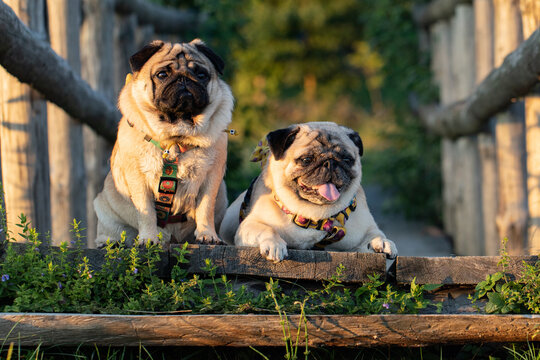 Mopsy Images – Browse 33 Stock Photos, Vectors, and Video | Adobe Stock