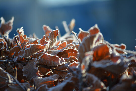 Osad Bilder – Durchsuchen 131 Archivfotos, Vektorgrafiken und Videos ...
