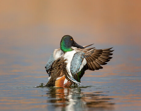 114,536개의 최고 Drake 이미지, 스톡 사진 및 벡터 | Adobe Stock