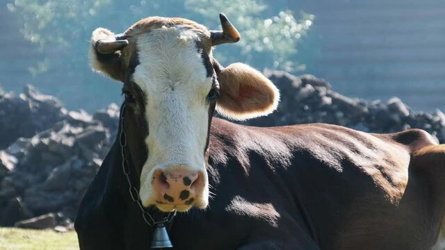 "Cow Grazing" Images – Browse 896 Stock Photos, Vectors, and Video ...