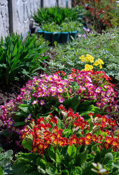 Victoriana Imagens – Procure 444 fotos, vetores e vídeos | Adobe Stock