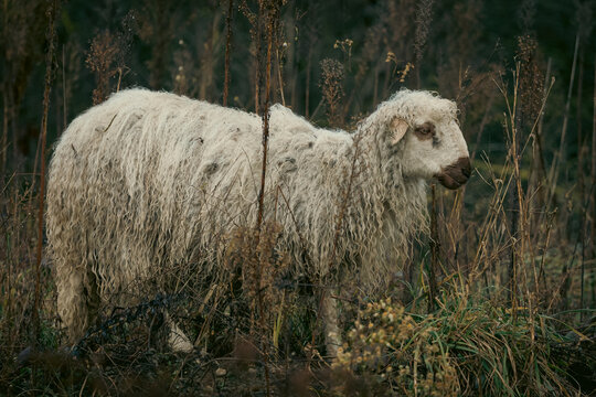 1,896 件の最適な Rammen 画像、ストック写真、ベクター | Adobe Stock