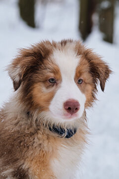 What Is A Red Merle Dog