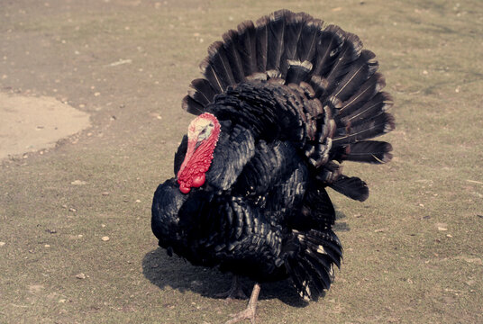 Imágenes de Dindon: descubre bancos de fotos, ilustraciones, vectores y ...