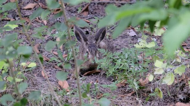 "Wild Hare" Images – Browse 432 Stock Photos, Vectors, and Video ...
