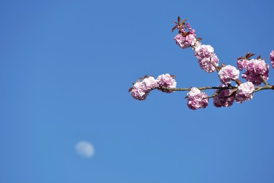 "Japanische Kirsche" Images – Parcourir 631 le catalogue de photos ...