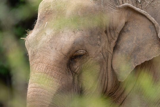 「Proboscidea」の画像 - 6,523 件の Stock 写真、ベクターおよびビデオ | Adobe Stock