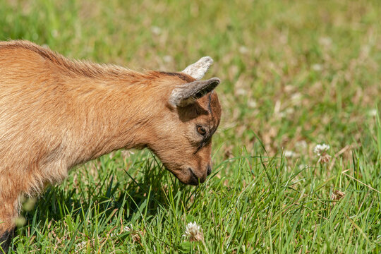 「Chevreau」の画像 - 1,063 件の Stock 写真、ベクターおよびビデオ | Adobe Stock
