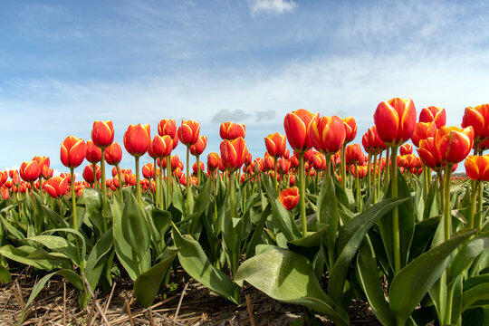 รูปภาพBroken-Tulip – เลือกดูภาพถ่ายสต็อก เวกเตอร์ และวิดีโอ272 | Adobe ...