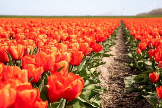 รูปภาพBroken-Tulip – เลือกดูภาพถ่ายสต็อก เวกเตอร์ และวิดีโอ272 | Adobe ...