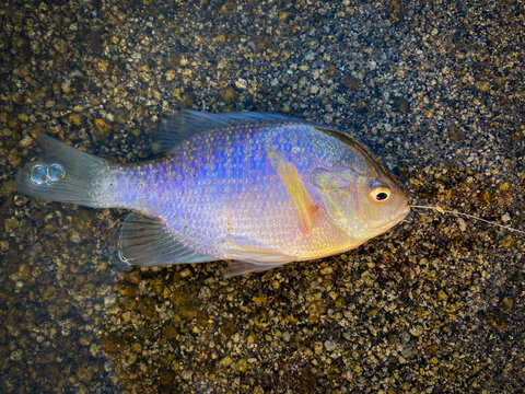 รูปภาพBluegill – เลือกดูภาพถ่ายสต็อก เวกเตอร์ และวิดีโอ691 | Adobe Stock