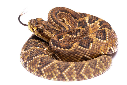 รูปภาพCrotalus – เลือกดูภาพถ่ายสต็อก เวกเตอร์ และวิดีโอ2,089 | Adobe Stock