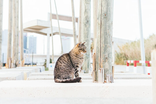 LAS 477,339 MEJORES IMÁGENES, FOTOS DE ARCHIVO Y VECTORES DE Tabby ...