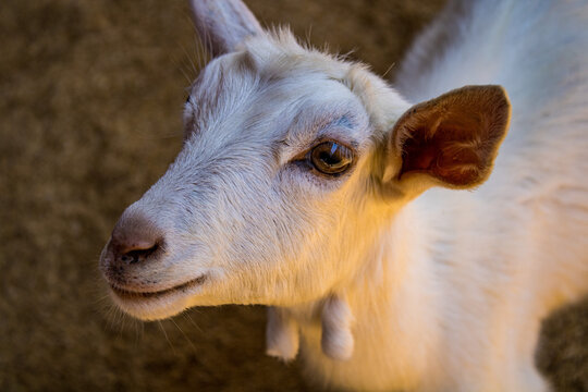 Imágenes de Borrega: descubre bancos de fotos, ilustraciones, vectores ...