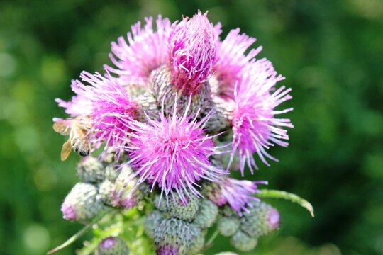 Distelarten-Bilder: Stock-Fotos & -Videos. | Adobe Stock