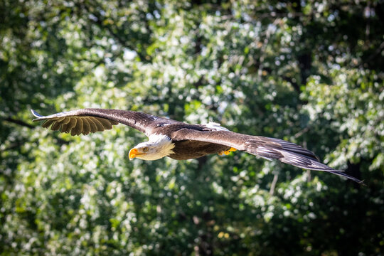 Roj Images – Browse 1,872 Stock Photos, Vectors, and Video | Adobe Stock