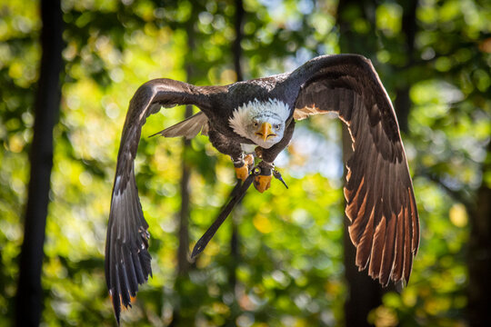 「Orel」の画像 - 4,534 件の Stock 写真、ベクターおよびビデオ | Adobe Stock