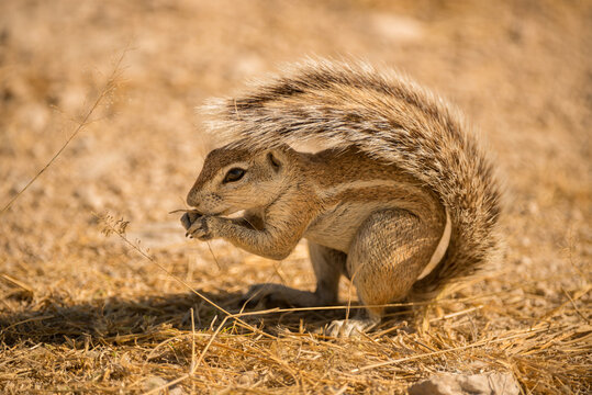 รูปภาพXerus – เลือกดูภาพถ่ายสต็อก เวกเตอร์ และวิดีโอ2,212 | Adobe Stock