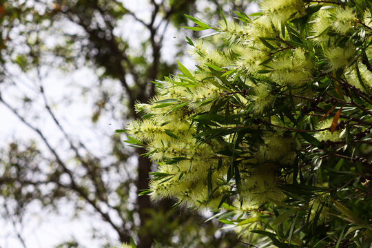 "White Bottlebrush" Images – Browse 39 Stock Photos, Vectors, and Video ...