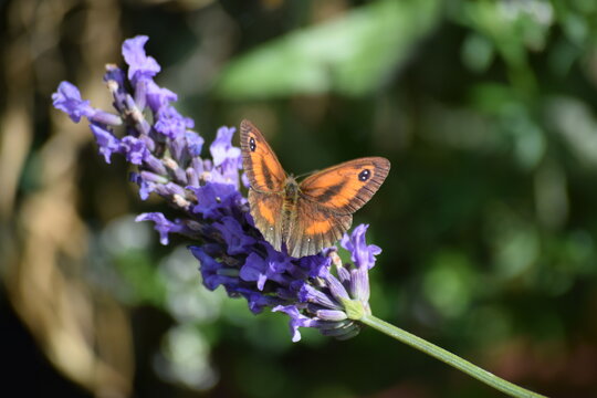 Gatekeeper Images – Browse 2,561 Stock Photos, Vectors, and Video ...