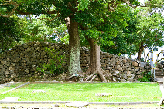 147 BEST Kunigami IMAGES, STOCK PHOTOS & VECTORS | Adobe Stock