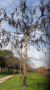 รูปภาพCarrube – เลือกดูภาพถ่ายสต็อก เวกเตอร์ และวิดีโอ96 | Adobe Stock