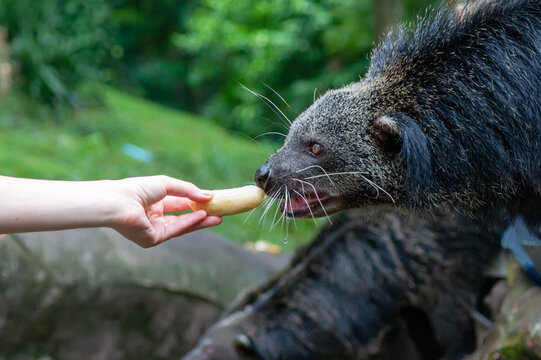 รูปภาพBearcat – เลือกดูภาพถ่ายสต็อก เวกเตอร์ และวิดีโอ2,164 | Adobe Stock