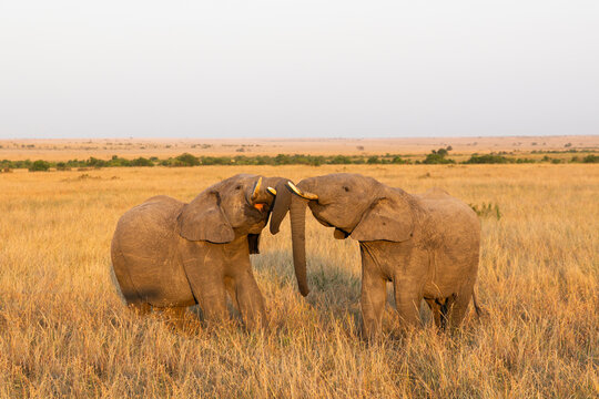 Faiting Images – Browse 6 Stock Photos, Vectors, and Video | Adobe Stock