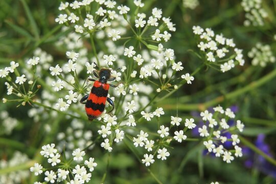 Prionia Bilder – Durchsuchen 168 Archivfotos, Vektorgrafiken und Videos ...