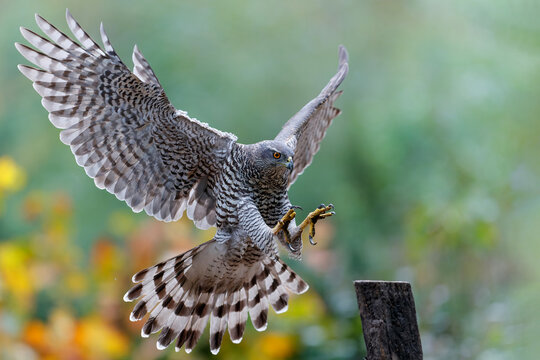 Northern Goshawk In Flight