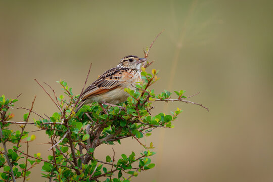 "Bush Lark"-Bilder: Stock-Fotos & -Videos. | Adobe Stock