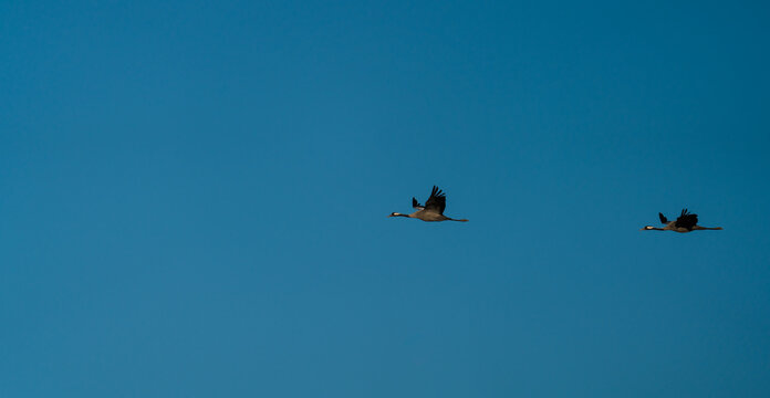 Schnacke Bilder – Durchsuchen 6,288 Archivfotos, Vektorgrafiken und ...