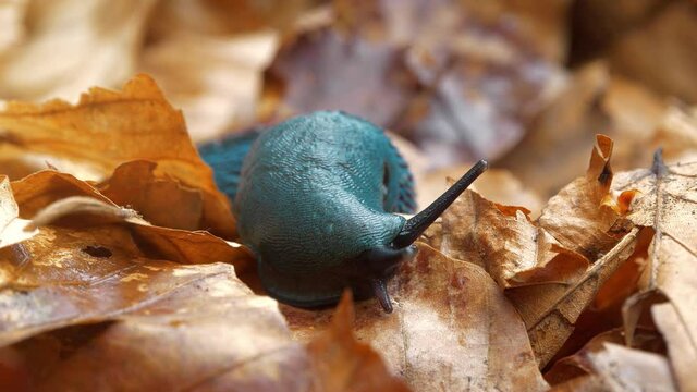 Canadian Blue Grey Taildropper Slug