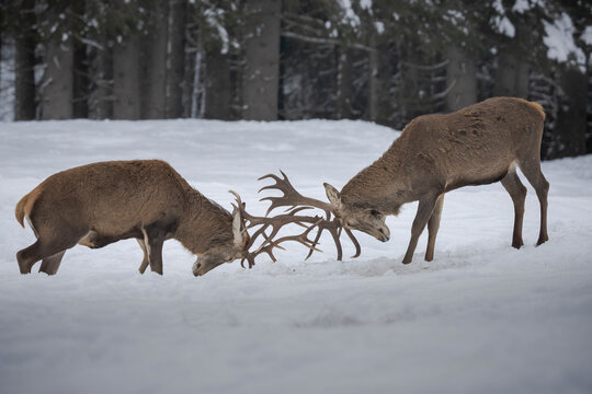 「Cervi」の画像 - 858 件の Stock 写真、ベクターおよびビデオ | Adobe Stock