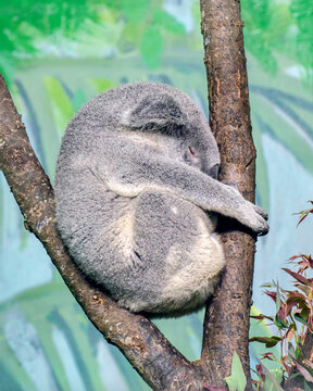 Imagens de Vombatidae – Explore Fotografias do Stock, Vetores e Vídeos ...