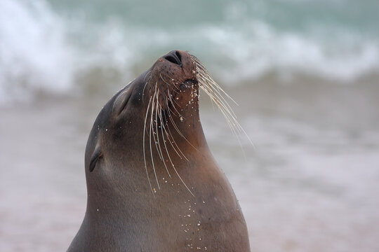 Phocidae Bilder – Durchsuchen 3,122 Archivfotos, Vektorgrafiken und ...