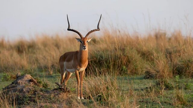 Impala Animal
