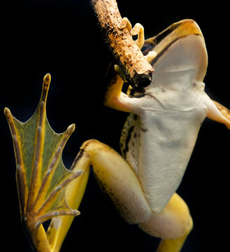 Webfooted Bilder – Durchsuchen 7,415 Archivfotos, Vektorgrafiken und ...