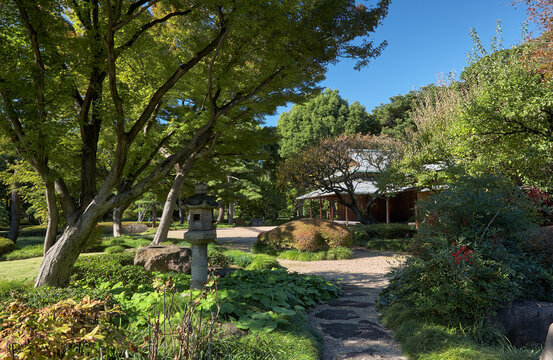 Chaya Bilder – Durchsuchen 1,009 Archivfotos, Vektorgrafiken und Videos ...