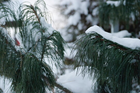 "Cedar Branch" Images – Browse 192 Stock Photos, Vectors, and Video ...