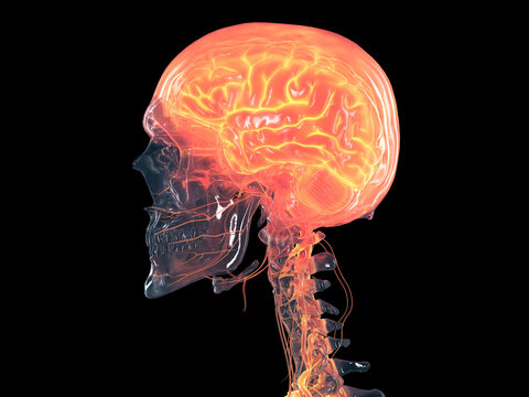 รูปภาพCerebric – เลือกดูภาพถ่ายสต็อก เวกเตอร์ และวิดีโอ1,595 | Adobe Stock