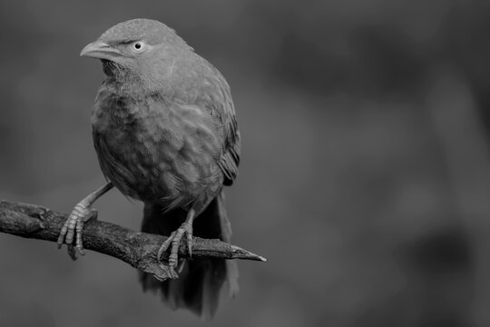 รูปภาพJangle – เลือกดูภาพถ่ายสต็อก เวกเตอร์ และวิดีโอ72,661 | Adobe Stock