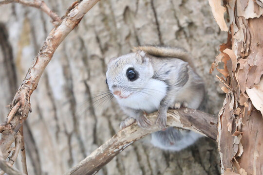 รูปภาพPteromyini – เลือกดูภาพถ่ายสต็อก เวกเตอร์ และวิดีโอ4,128 | Adobe ...