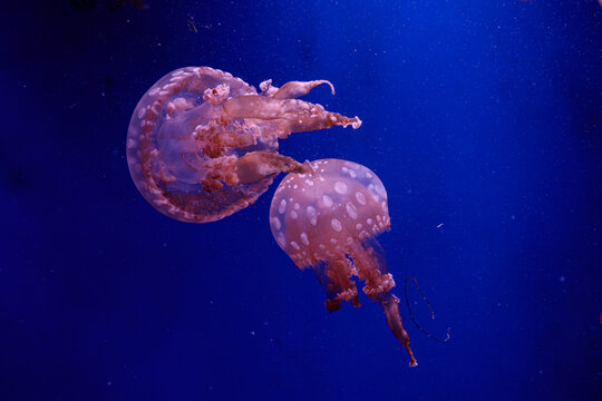 「Nettle-Fish」の画像 - 844 件の Stock 写真、ベクターおよびビデオ | Adobe Stock