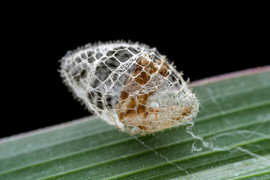 รูปภาพCocoon – เลือกดูภาพถ่ายสต็อก เวกเตอร์ และวิดีโอ39,830 | Adobe Stock